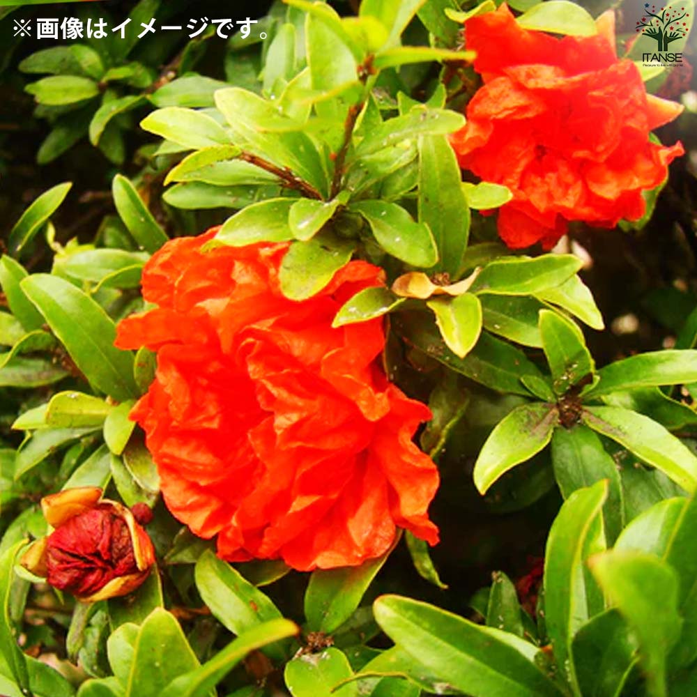 ザクロの苗木 品種：五彩榴(ゴサイザクロ)【果樹の苗 12cmポット 2年生 挿し木苗／1個売り】｜ 【植物のITANSE】全品送料無料・即出荷!
