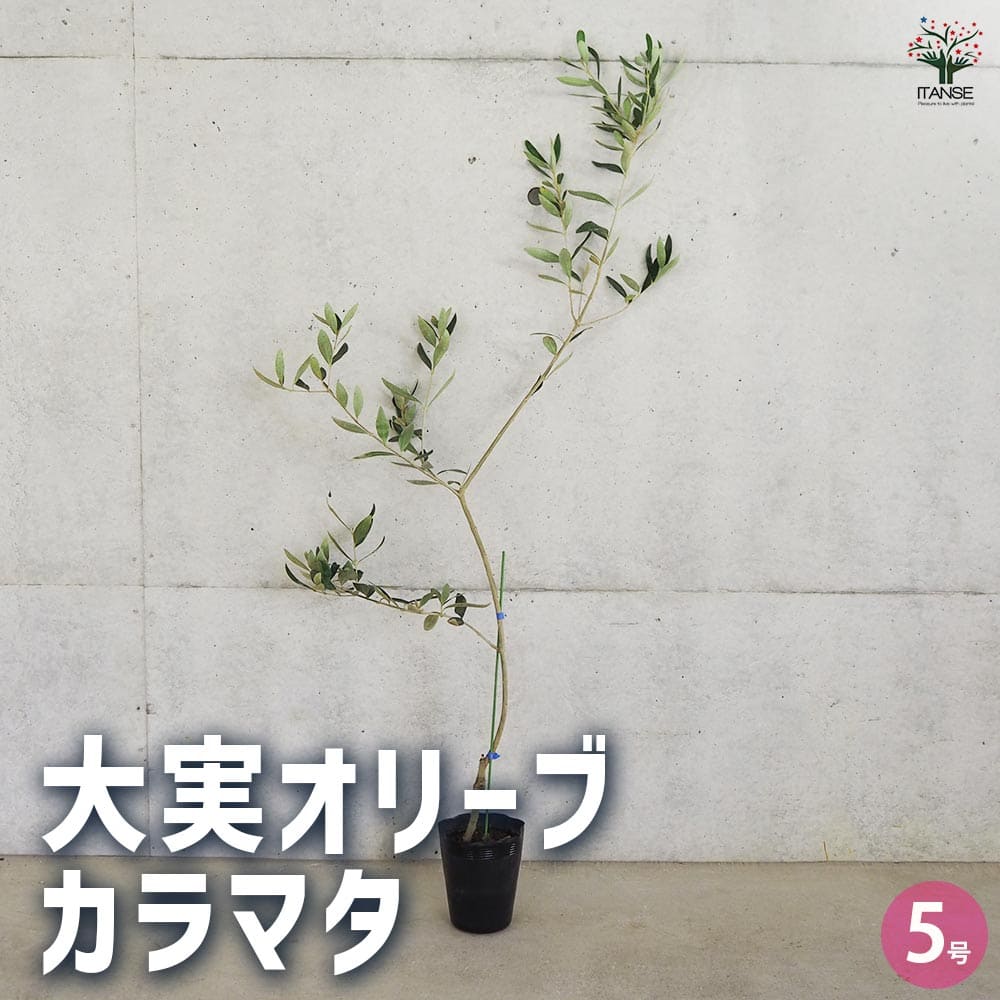 大実オリーブ カラマタ 【果樹の苗木 5号／1個売り】｜ 【植物のITANSE】全品送料無料・即出荷!