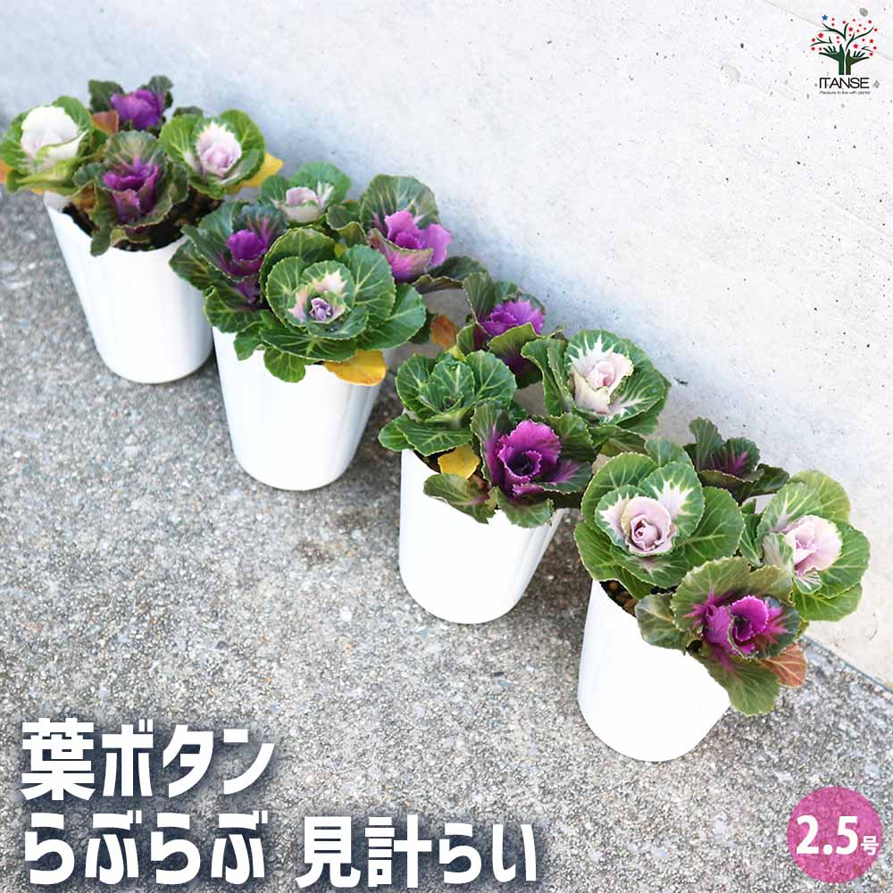 葉ボタン らぶらぶ 見計い2個～ 【花苗 2.5号ポット】｜ 【植物のITANSE】全品送料無料・即出荷!