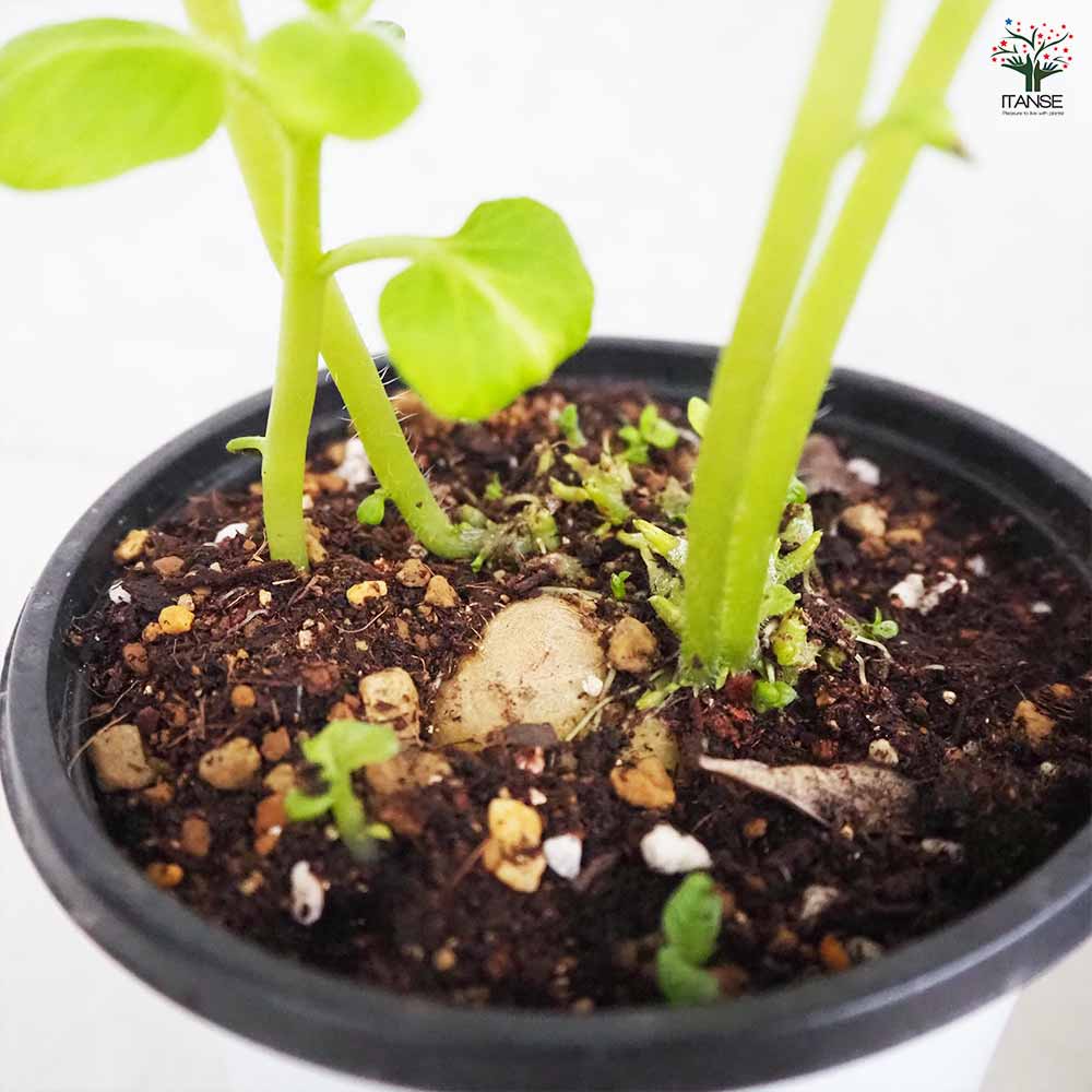 ジャガイモ芽出し苗 ニシユタカ 2個～【野菜の苗 12cm】｜ 【植物のITANSE】全品送料無料・即出荷!