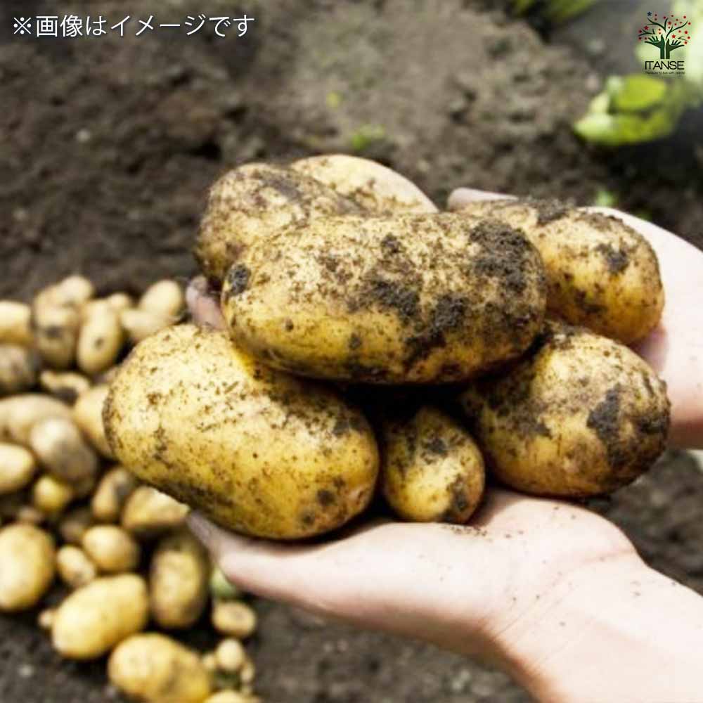 ジャガイモ芽出し苗 ニシユタカ 2個～【野菜の苗 12cm】｜ 【植物のITANSE】全品送料無料・即出荷!