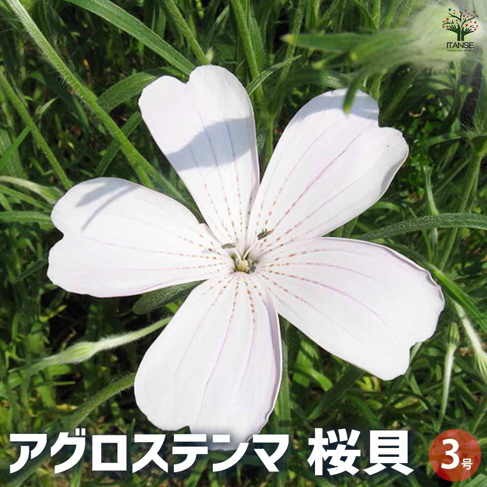 アグロステンマ 桜貝 【花苗 3号】｜ 【植物のITANSE】全品送料無料・即出荷!