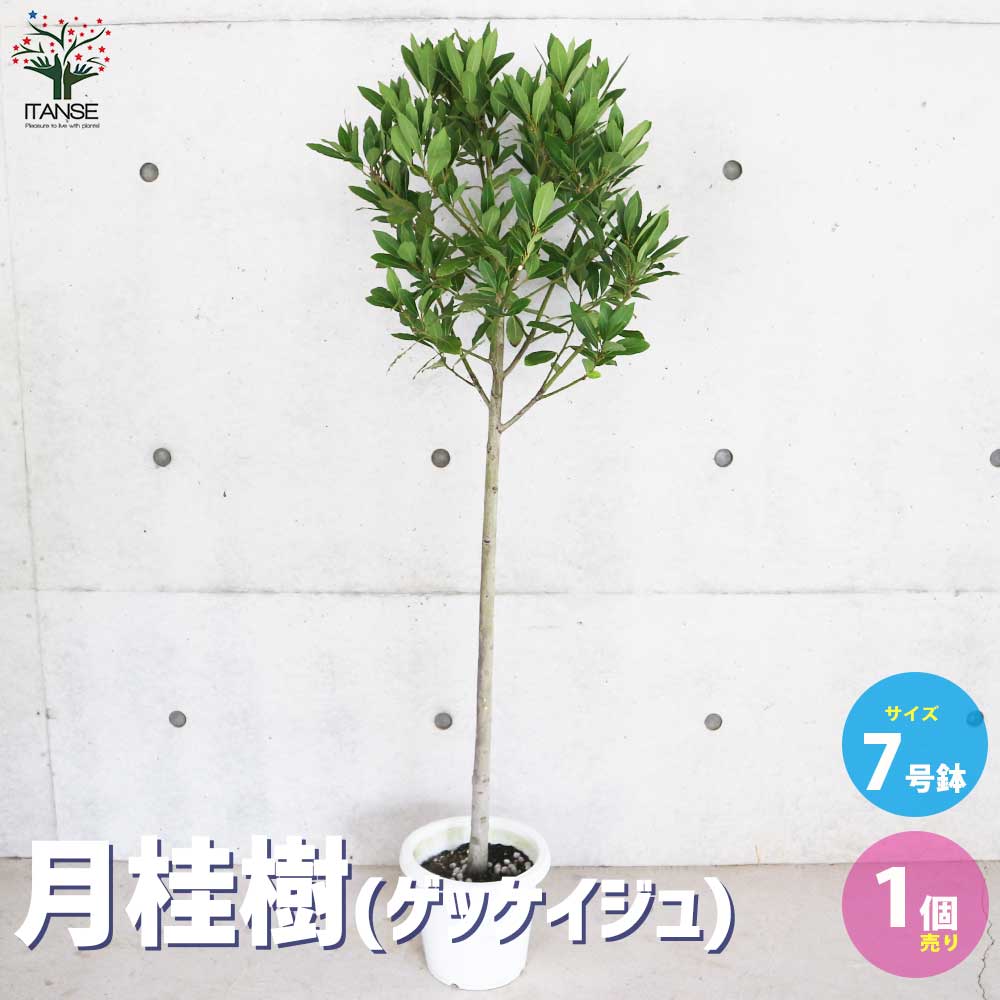 月桂樹(ゲッケイジュ)【ハーブの苗 スタンド仕立て 7号鉢大苗／1個売り】｜ 【植物のITANSE】全品送料無料・即出荷!