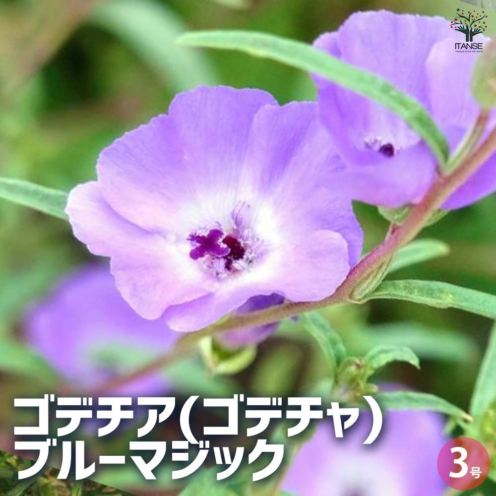 ゴデチア(ゴデチャ) ブルーマジック 【花苗 3号ポット】｜ 【植物のITANSE】全品送料無料・即出荷!