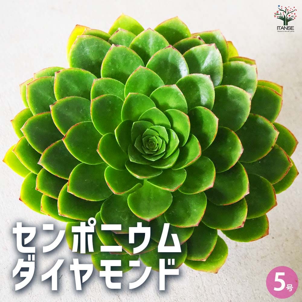 センポニウム ダイヤモンド 【多肉植物 5号／1個売り】｜ 【植物のITANSE】全品送料無料・即出荷!