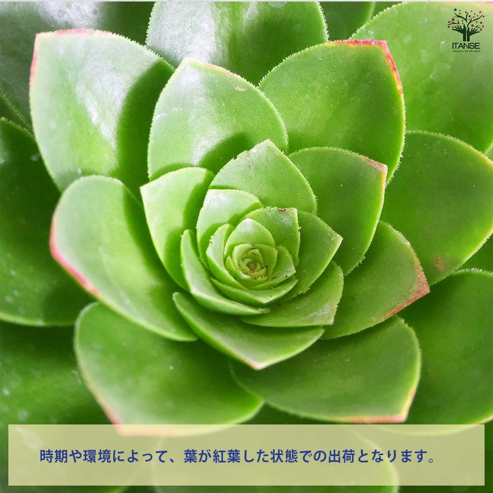 センポニウム ダイヤモンド 【多肉植物 5号／1個売り】｜ 【植物のITANSE】全品送料無料・即出荷!