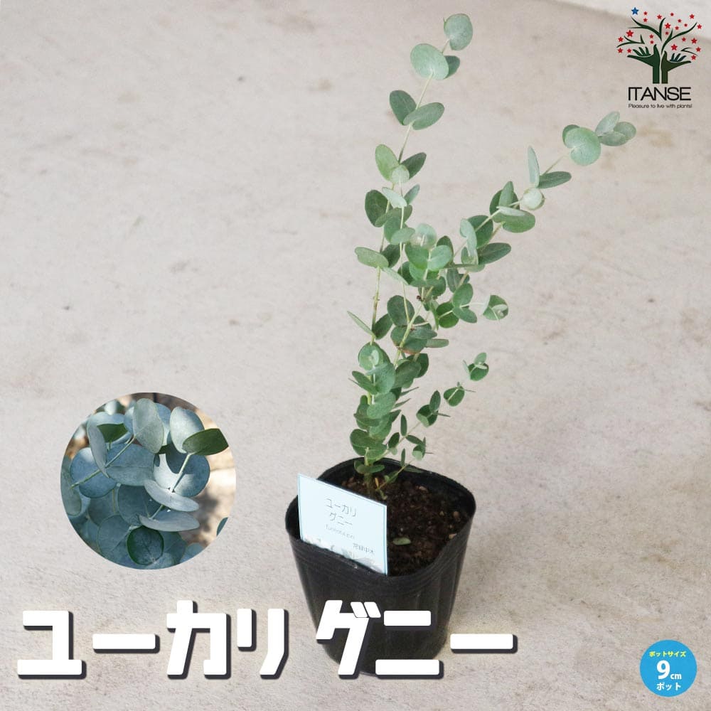ユーカリ グニー【庭木 9cmポット】｜ 【植物のITANSE】全品送料無料・即出荷!