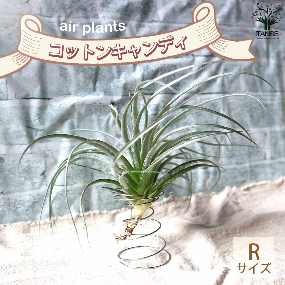 チランジア コットンキャンディー 【エアプランツ Rサイズ／1個売り】｜ 【植物のITANSE】全品送料無料・即出荷!