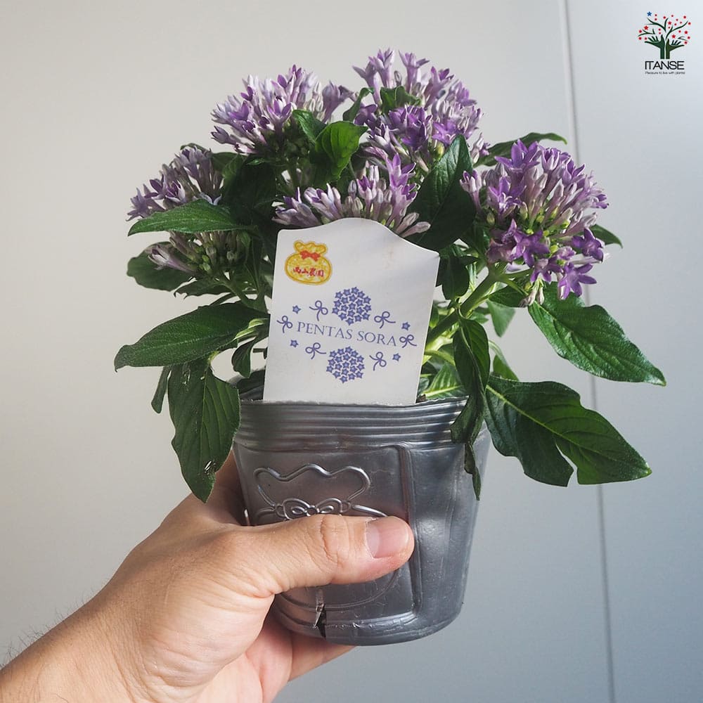 ペンタス ソラ 【花苗 3.5号】｜ 【植物のITANSE】全品送料無料・即出荷!