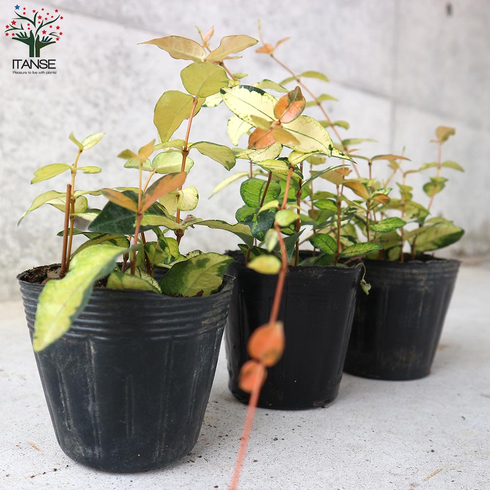 黄金カズラ (五色カズラ)【庭木 3号ポット苗】｜ 【植物のITANSE】全品送料無料・即出荷!