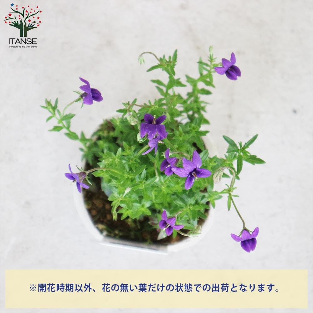 モノプシス パープルオーエン【花苗 9cmポット】｜ 【植物のITANSE】全品送料無料・即出荷!