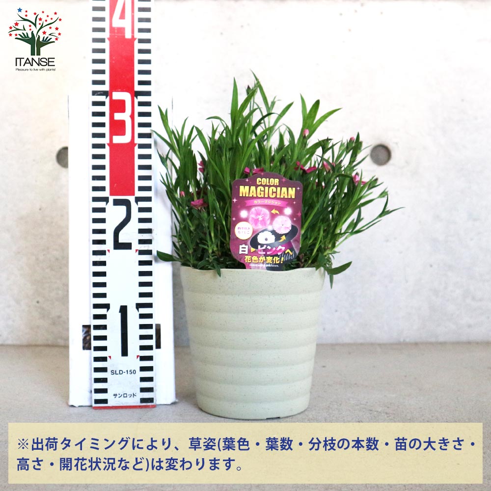 ナデシコ カラーマジシャン【花苗 5号ポット】｜ 【植物のITANSE】全品送料無料・即出荷!