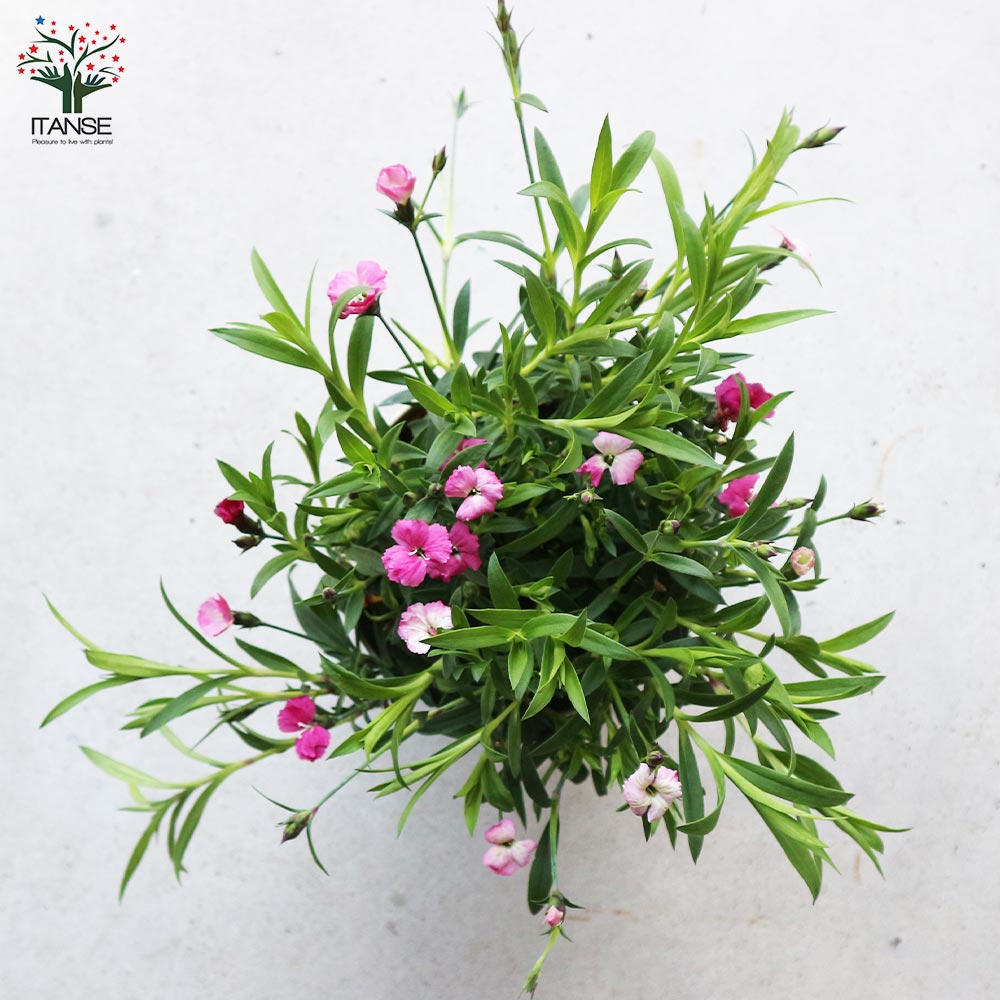 ナデシコ カラーマジシャン【花苗 5号ポット】｜ 【植物のITANSE】全品送料無料・即出荷!