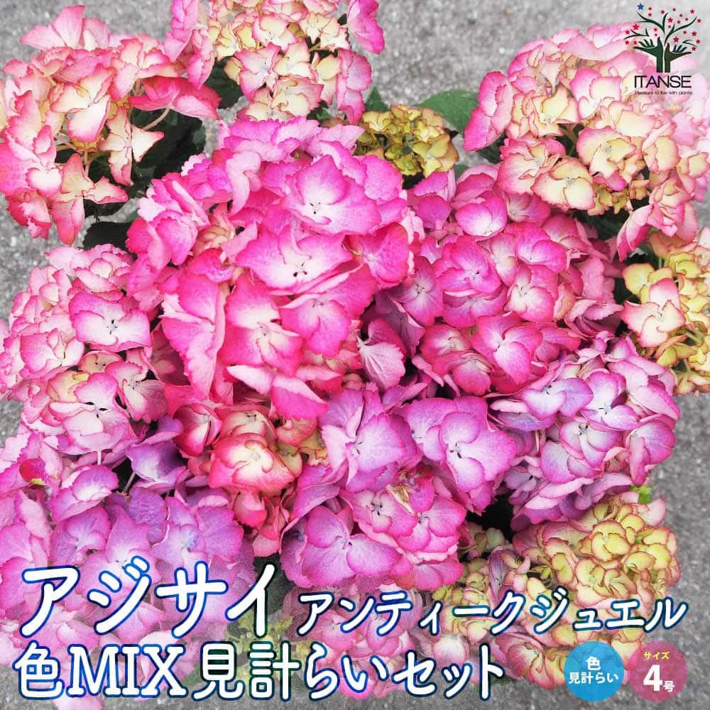 アジサイ アンティークジュエル 色ミックス見計らい【花苗 4号鉢】｜ 【植物のITANSE】全品送料無料・即出荷!