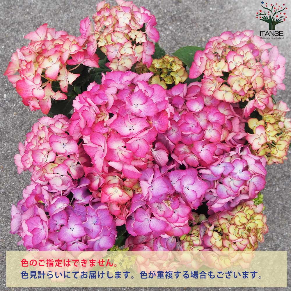 アジサイ アンティークジュエル 色ミックス見計らい【花苗 4号鉢】｜ 【植物のITANSE】全品送料無料・即出荷!