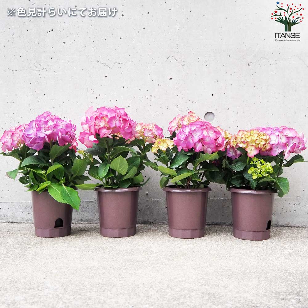アジサイ アンティークジュエル 色ミックス見計らい【花苗 4号鉢】｜ 【植物のITANSE】全品送料無料・即出荷!