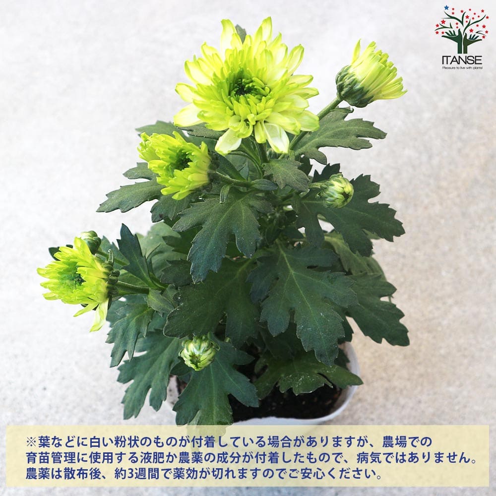 クリサンセマム シャルメ 【花苗 3.5号ポット】｜ 【植物のITANSE】全品送料無料・即出荷!