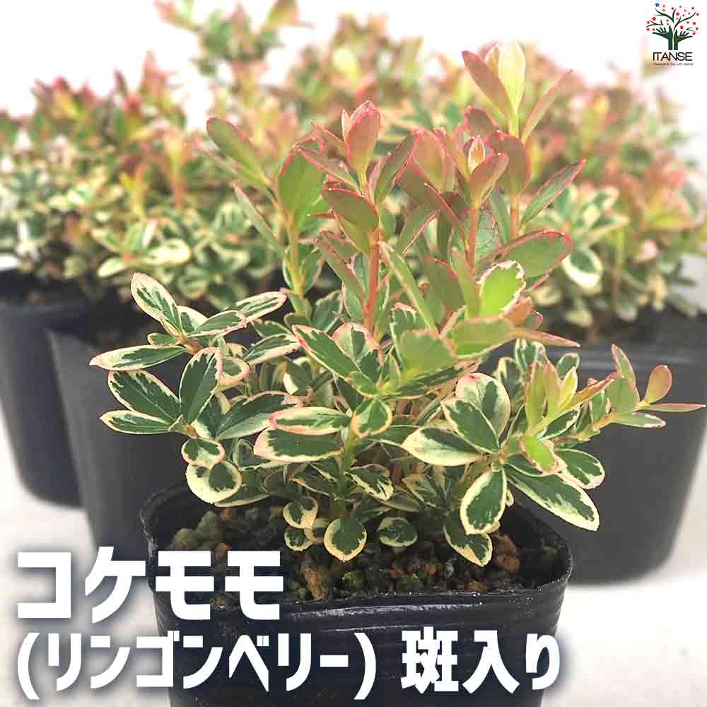 コケモモ斑入 【果樹の苗 2.5号ポット】｜ 【植物のITANSE】全品送料無料・即出荷!