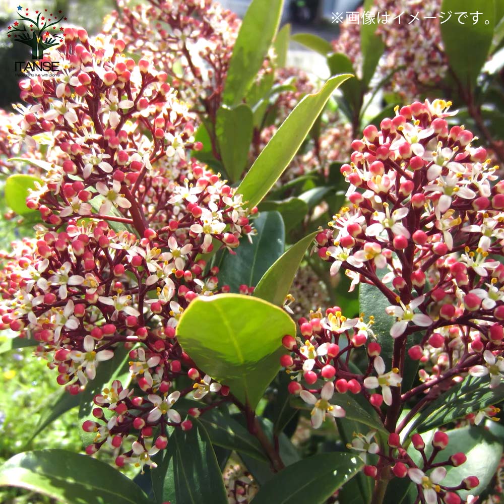 日本の暑さに強い!スキミア新品種 色MIX見計らいセット2個～【庭木 3～3.5号ポット】｜ 【植物のITANSE】全品送料無料・即出荷!