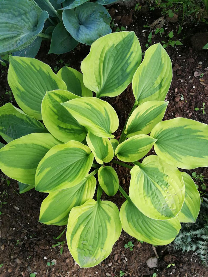 ホスタ2年生苗「ムーンスプリット」【6号鉢1鉢】｜ 【植物のITANSE】全品送料無料・即出荷!