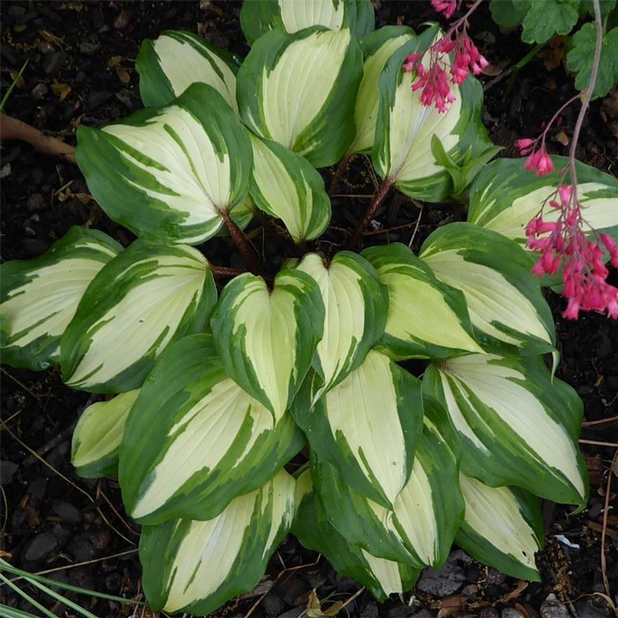 ホスタ2年生苗「ラズベリーサンデー」【6号鉢1鉢】｜ 【植物のITANSE】全品送料無料・即出荷!