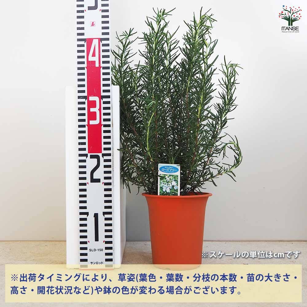 ローズマリー マリンブルー 【ハーブの苗 4号】｜ 【植物のITANSE】全品送料無料・即出荷!