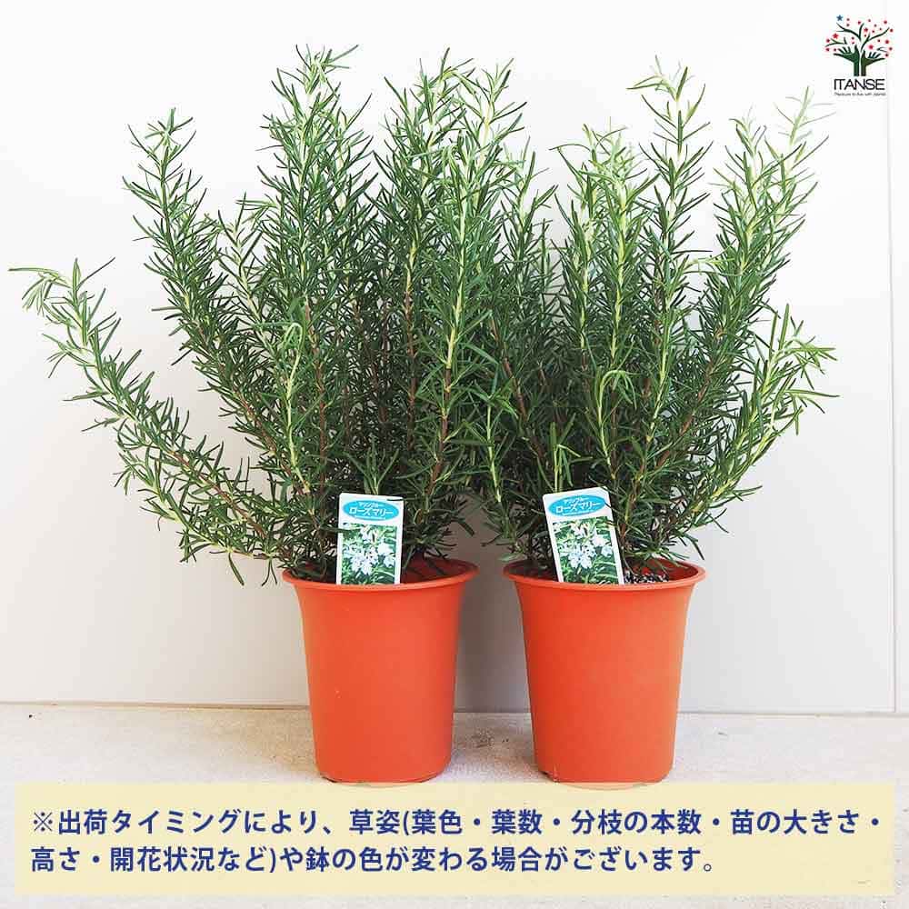 ローズマリー マリンブルー 【ハーブの苗 4号】｜ 【植物のITANSE】全品送料無料・即出荷!