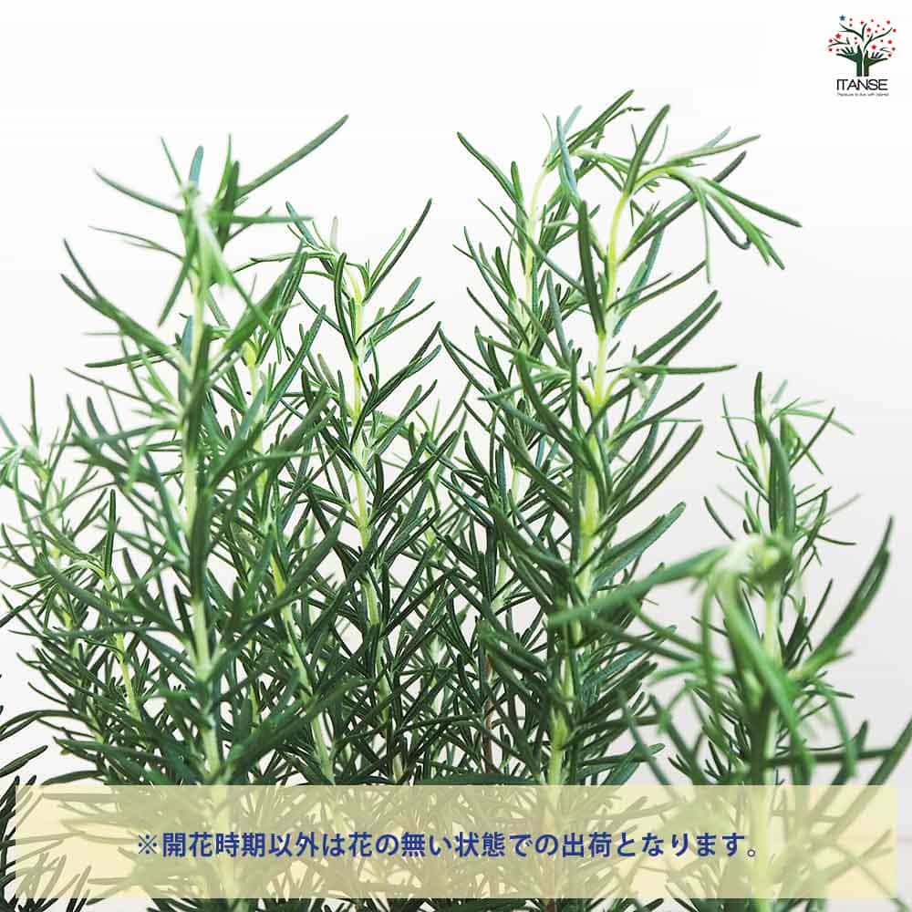 ローズマリー マリンブルー 【ハーブの苗 4号】｜ 【植物のITANSE】全品送料無料・即出荷!