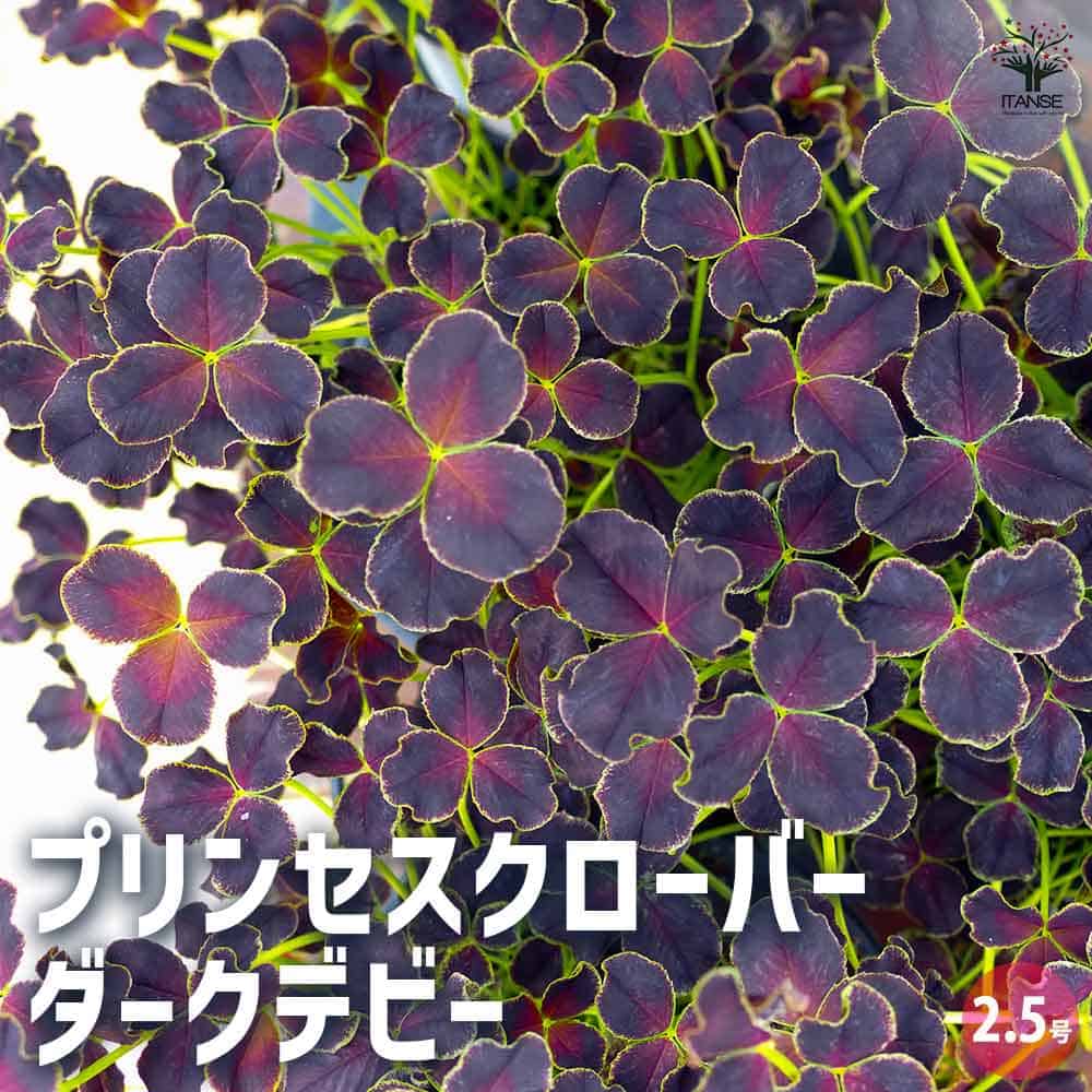 プリンセスクローバー ダークデビー 【花苗 2.5号】｜ 【植物のITANSE】全品送料無料・即出荷!