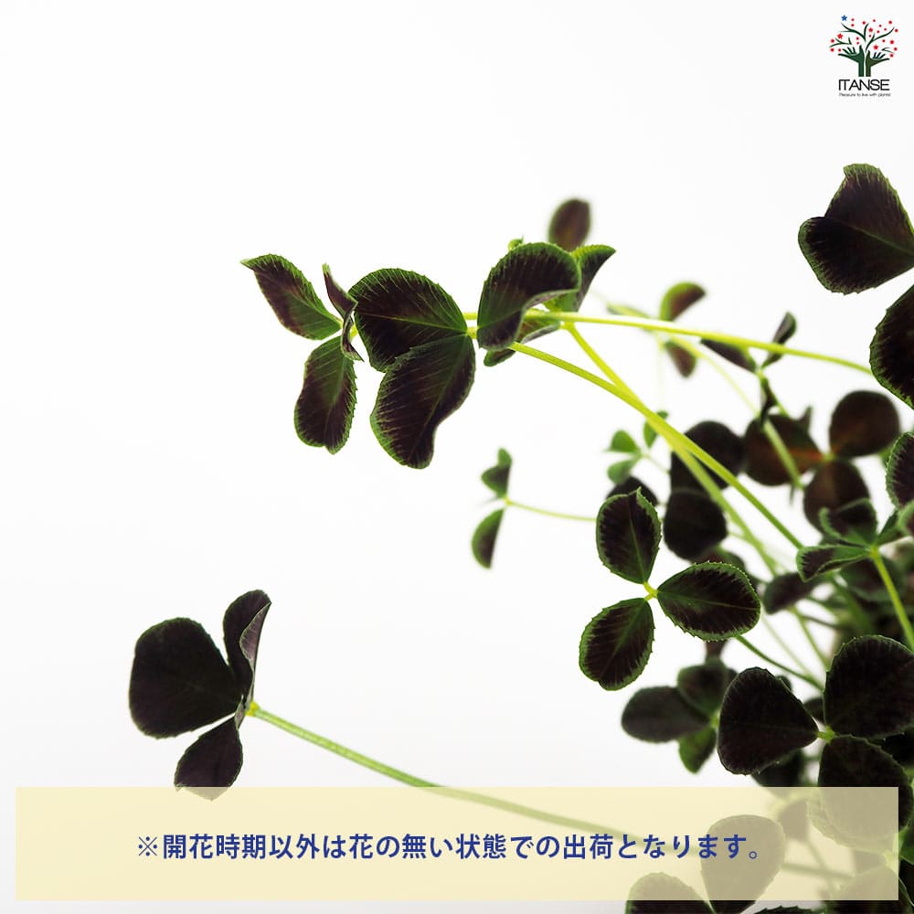 プリンセスクローバー ダークデビー 【花苗 2.5号】｜ 【植物のITANSE】全品送料無料・即出荷!