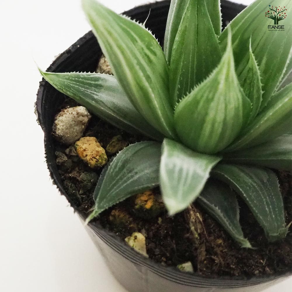 ハオルチア ホワイトゴースト 【多肉植物 2.5号ポット】｜ 【植物のITANSE】全品送料無料・即出荷!