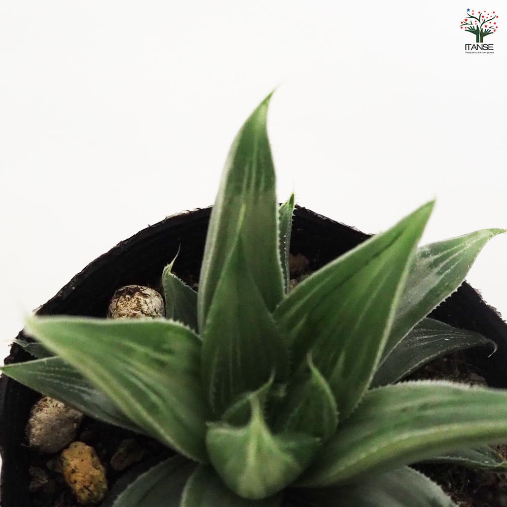 ハオルチア ホワイトゴースト 【多肉植物 2.5号ポット】｜ 【植物のITANSE】全品送料無料・即出荷!