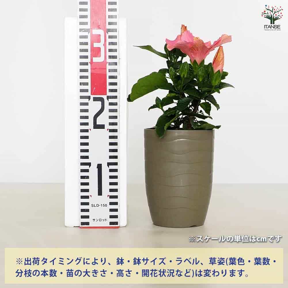 ハイビスカス ロングライフ アドニスピンク 【花木苗 4号】｜ 【植物のITANSE】全品送料無料・即出荷!
