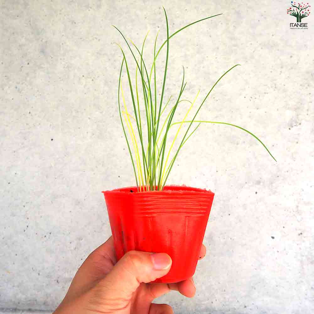 大葉ニラ 【野菜の苗 3号ポット】｜ 【植物のITANSE】全品送料無料・即出荷!