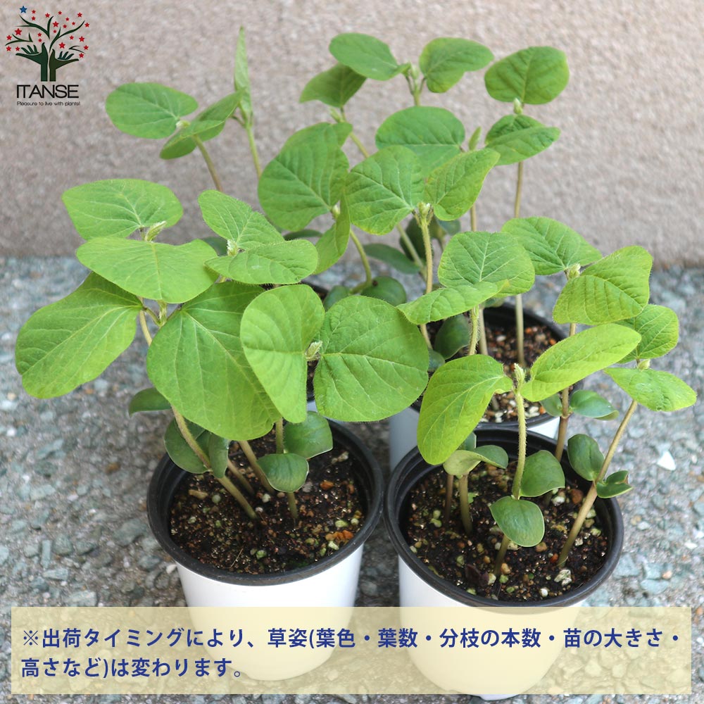 枝豆の苗 食欲そそる香りとコク茶豆(茶枝豆)【野菜の苗 10.5cmポット】｜ 【植物のITANSE】全品送料無料・即出荷!
