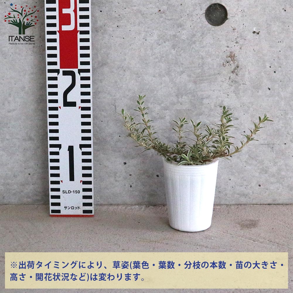 コプロスマ・キルキーの苗 【花苗 2.5号ロングポット苗】｜ 【植物のITANSE】全品送料無料・即出荷!