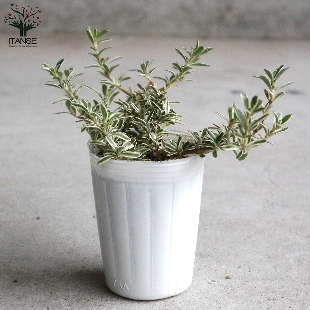 コプロスマ・キルキーの苗 【花苗 2.5号ロングポット苗】｜ 【植物のITANSE】全品送料無料・即出荷!