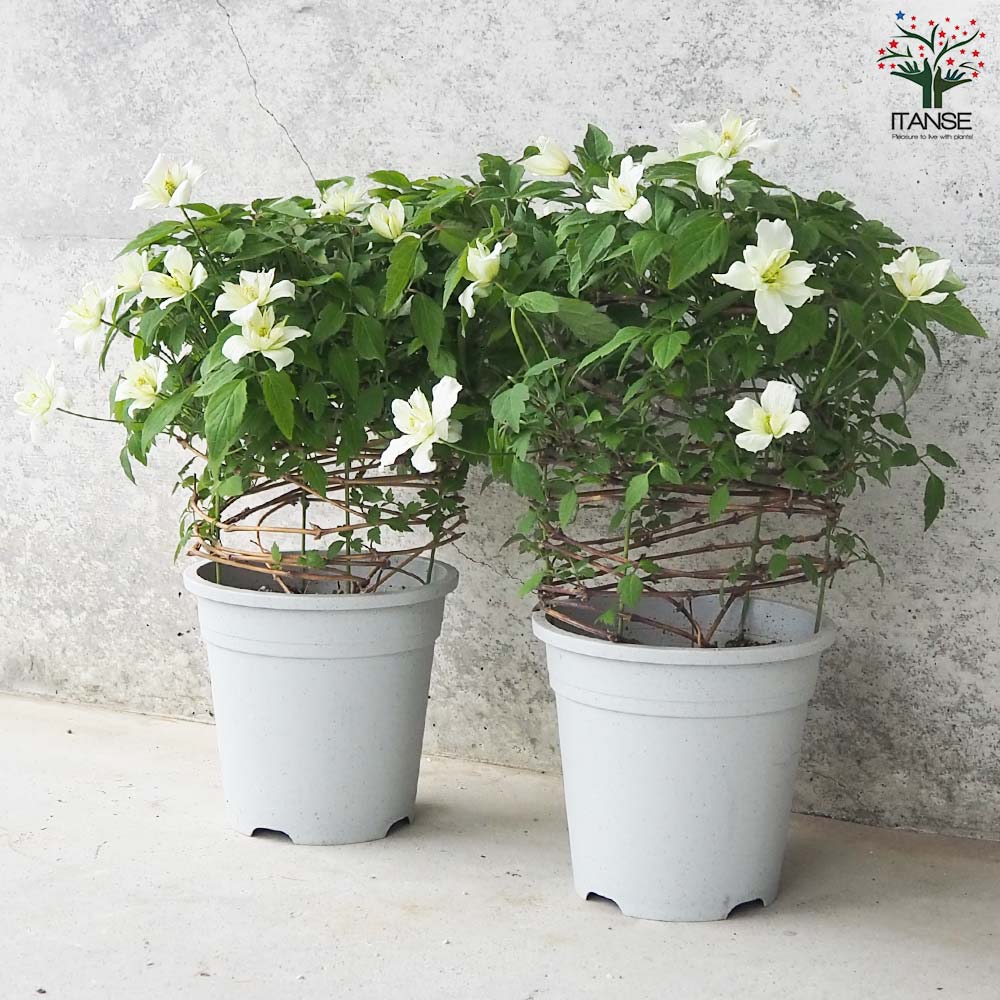 クレマチス モンタナ 行灯仕立て【花苗 5号鉢】｜ 【植物のITANSE】全品送料無料・即出荷!