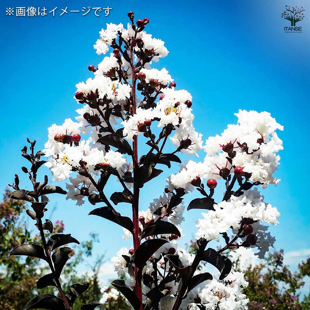 サルスベリ ブラックリーフダイヤモンド ピュアW 【花木苗 6号ポット／1個売り】｜ 【植物のITANSE】全品送料無料・即出荷!