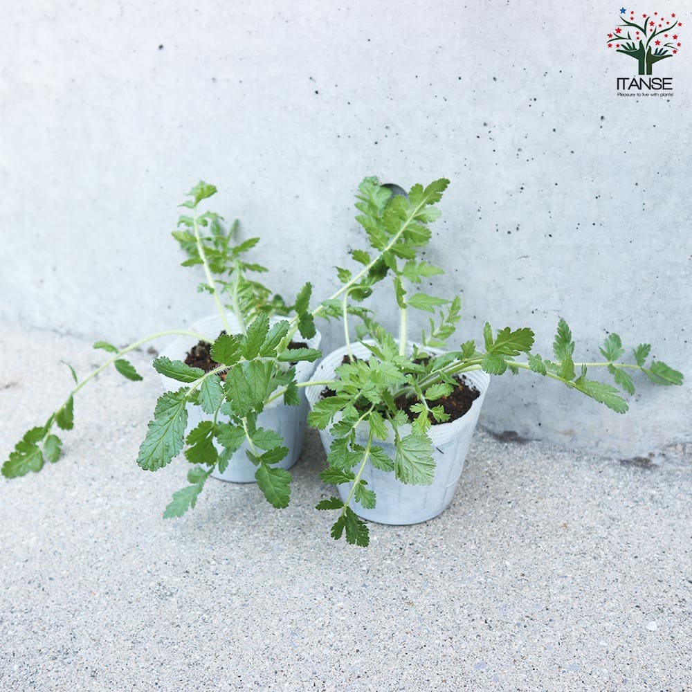 エロディウム マネースカビ 【花木苗 10.5cmポット】｜ 【植物のITANSE】全品送料無料・即出荷!