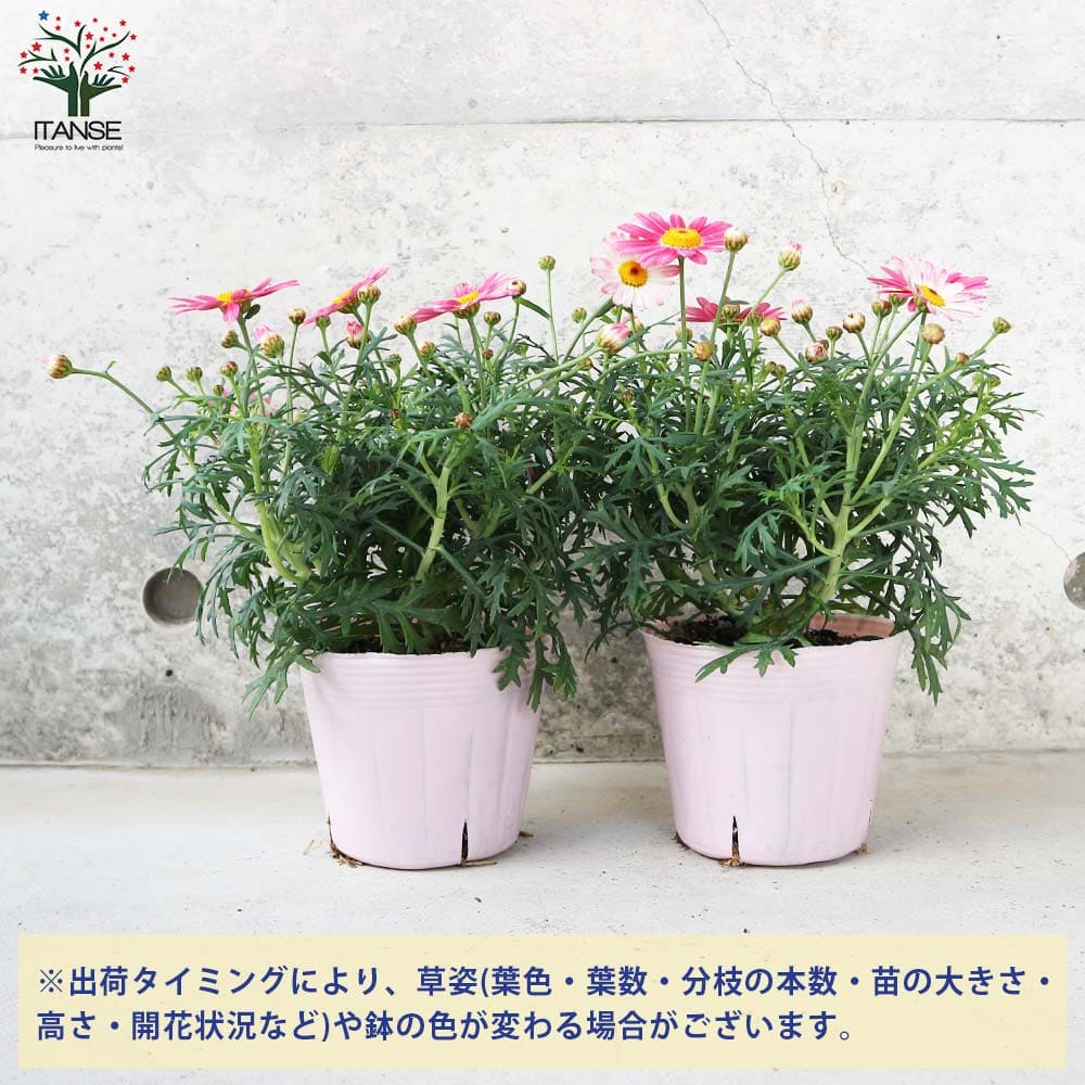 マーガレット ストロベリーホイップ 【花苗 3.5号】｜ 【植物のITANSE】全品送料無料・即出荷!