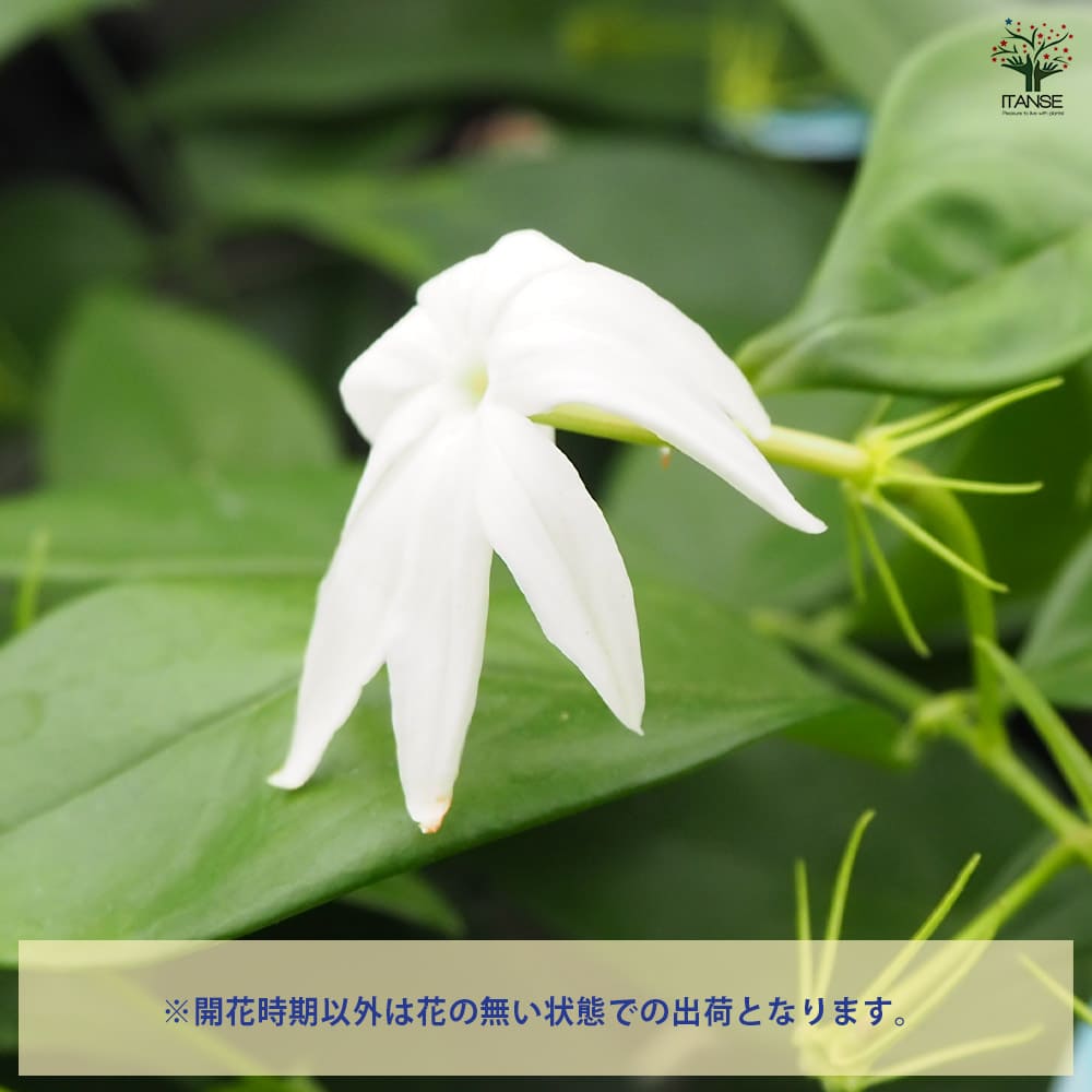 ジャスミン エンジェルウィング 【花苗 4号鉢】｜ 【植物のITANSE】全品送料無料・即出荷!