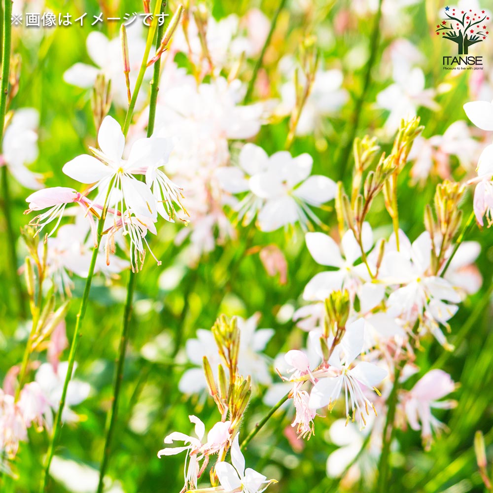 ガウラ エミリーン 色MIX見計らい2個～【花苗 3.5号ポット】｜ 【植物のITANSE】全品送料無料・即出荷!