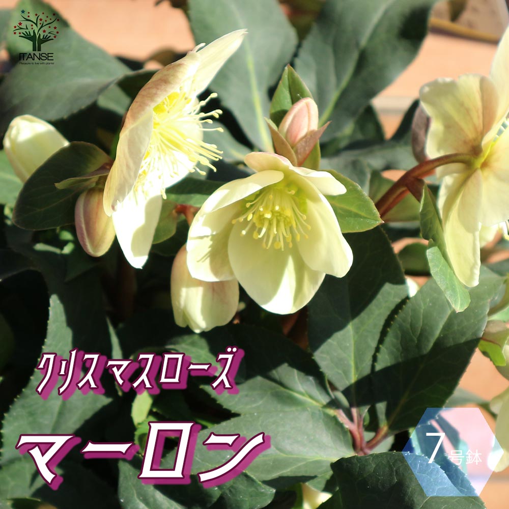 クリスマスローズ HGC：マーロン【花苗 7号ポット大苗／1個売り】｜ 【植物のITANSE】全品送料無料・即出荷!