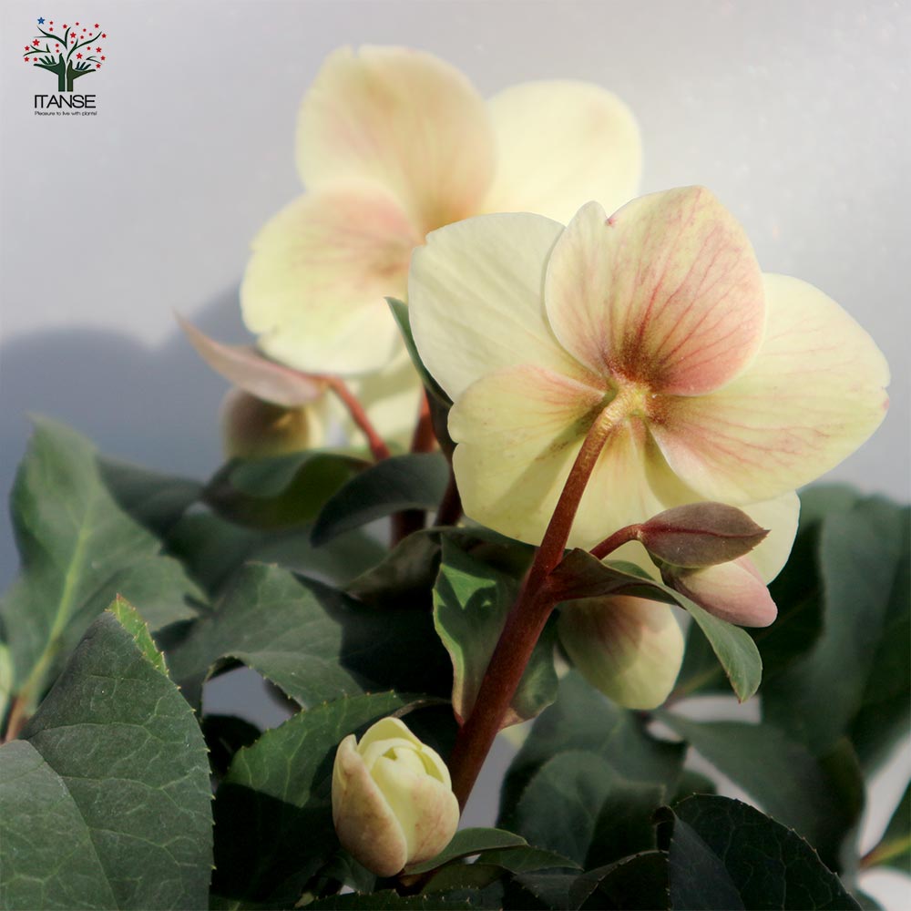クリスマスローズ HGC：マーロン【花苗 7号ポット大苗／1個売り】｜ 【植物のITANSE】全品送料無料・即出荷!