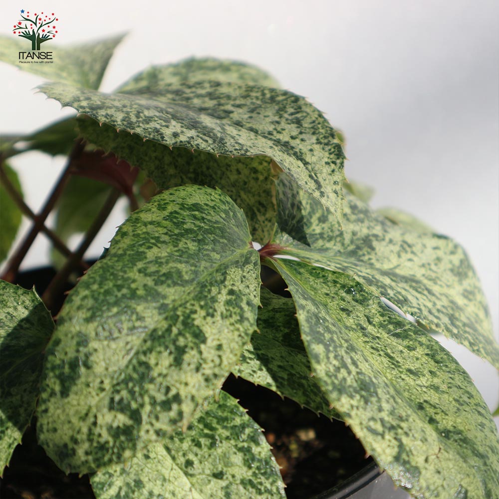 クリスマスローズ HGC：スノーフィーバー【花苗 6号ポット／1個売り】｜ 【植物のITANSE】全品送料無料・即出荷!