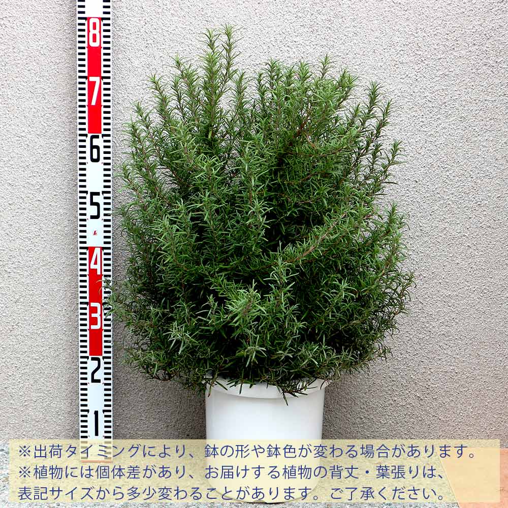 ローズマリーの苗 マリンブルー【ハーブの苗 8号プラスチック鉢／1個売り】｜ 【植物のITANSE】全品送料無料・即出荷!