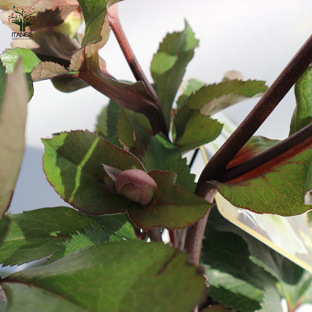 クリスマスローズ HGC IceN'roses 氷の薔薇：ビアンコ【花苗 6号ポット／1個売り】｜ 【植物のITANSE】全品送料無料・即出荷!