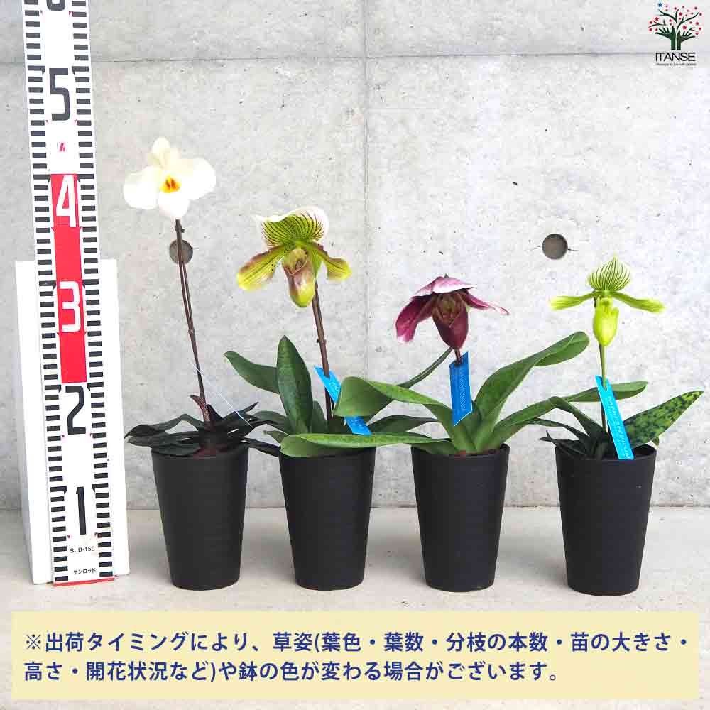 パフィオペディルム 見計いmix 【花苗 3.5号ポット】｜ 【植物のITANSE】全品送料無料・即出荷!