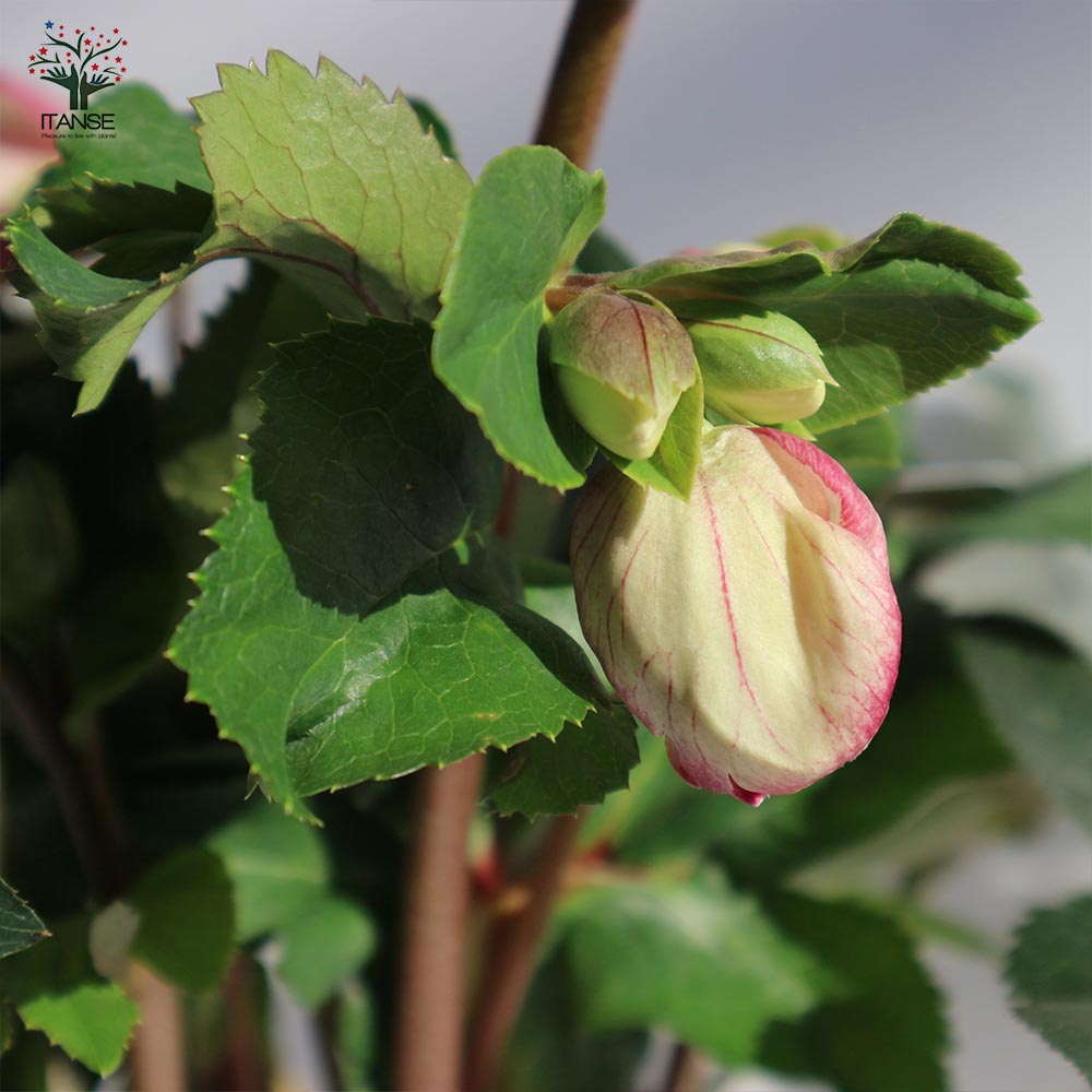 クリスマスローズ HGC IceN'roses 氷の薔薇：ピコティー【花苗 6号ポット／1個売り】｜ 【植物のITANSE】全品送料無料・即出荷!